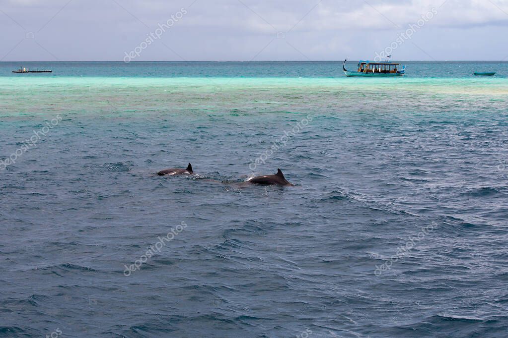 observando delfines en aguas azules en la isla tropical, Maldivas 2023