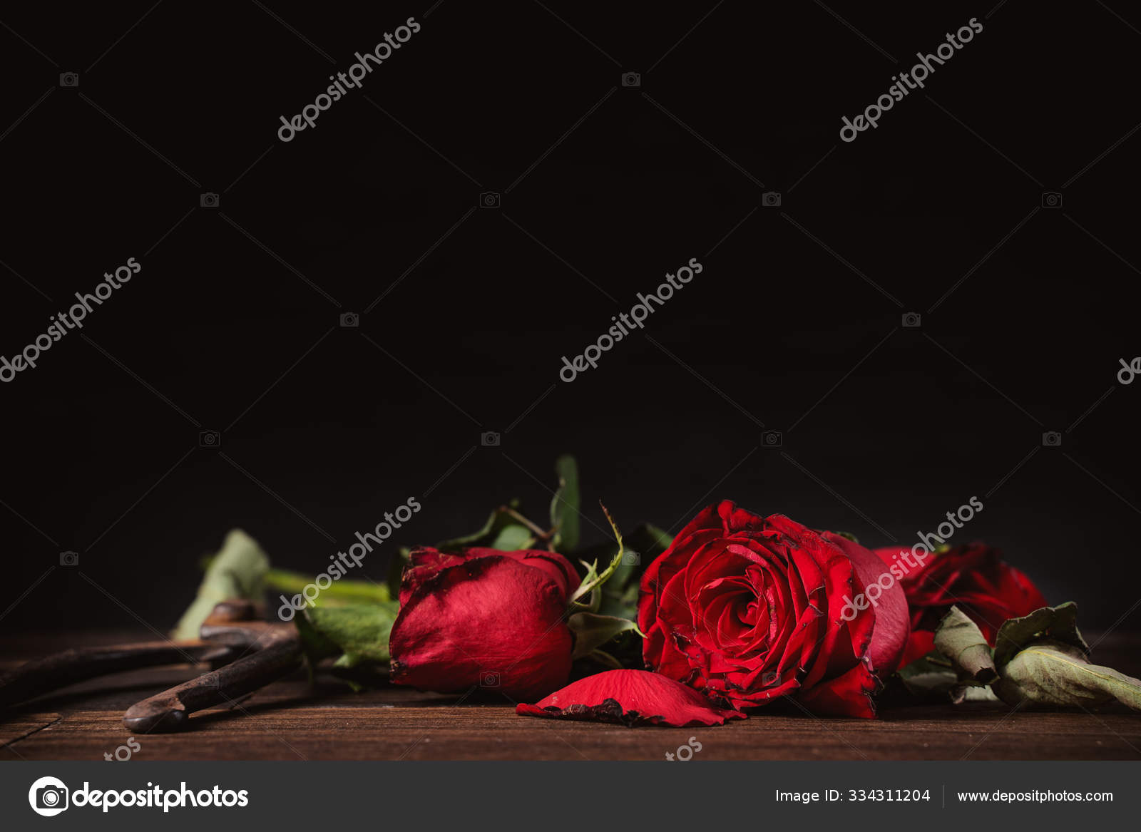 Withered rose on dark gray background and wooden table with fall petals ...