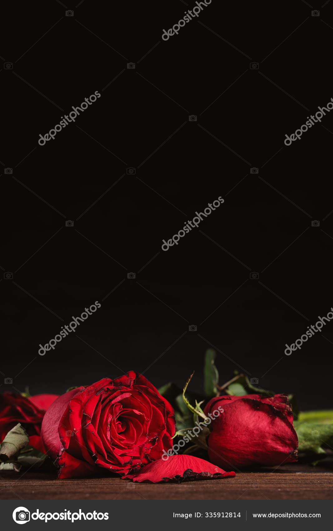 Withered rose on dark gray background and wooden table with fall petals ...