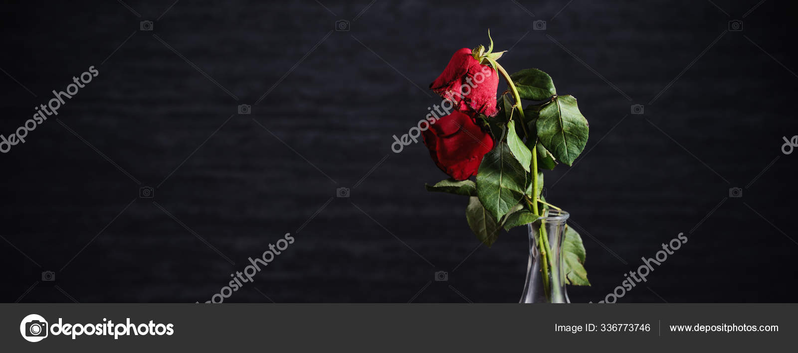 Withered rose on dark gray background and wooden table with fall petals ...