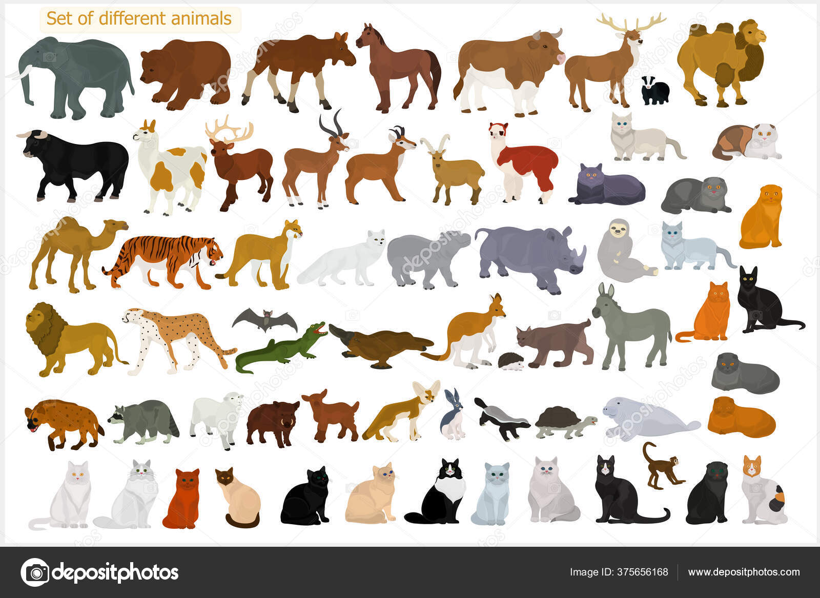 Forskjellige Ville Dyr Sammen Kattefamilien – Store Norske Leksikon