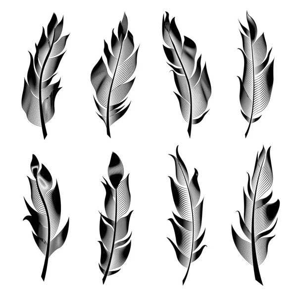 Vector Set of Stylized or Abstract Feathers and Feather Silhouettes ...