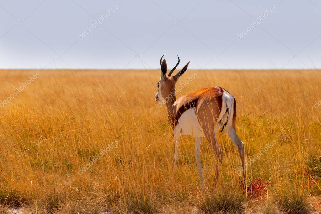 Animales salvajes africanos. El springbok (antílope mediano) en la ...