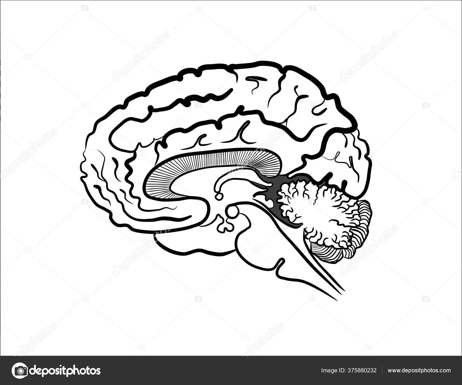 Human Brain Section Side View Stock Illustration by ©Anarchy1 #375880232