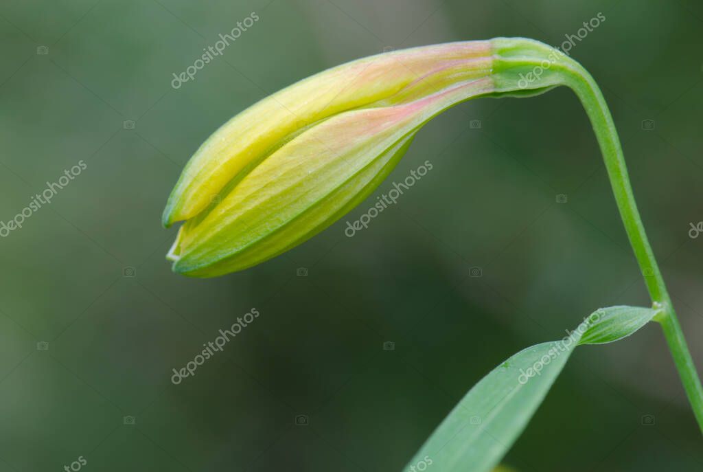 Flor cerrada del lirio peruano Alstroemeria aurea. 2024