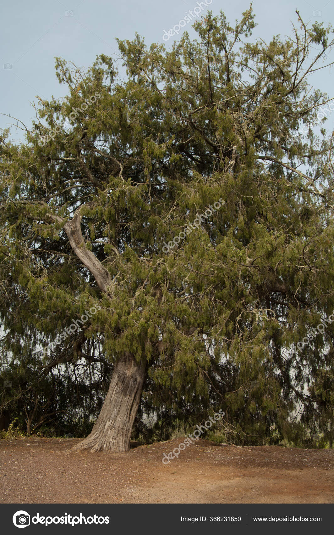 Canary Island juniper Juniperus cedrus in Osorio. — Stock Photo ...