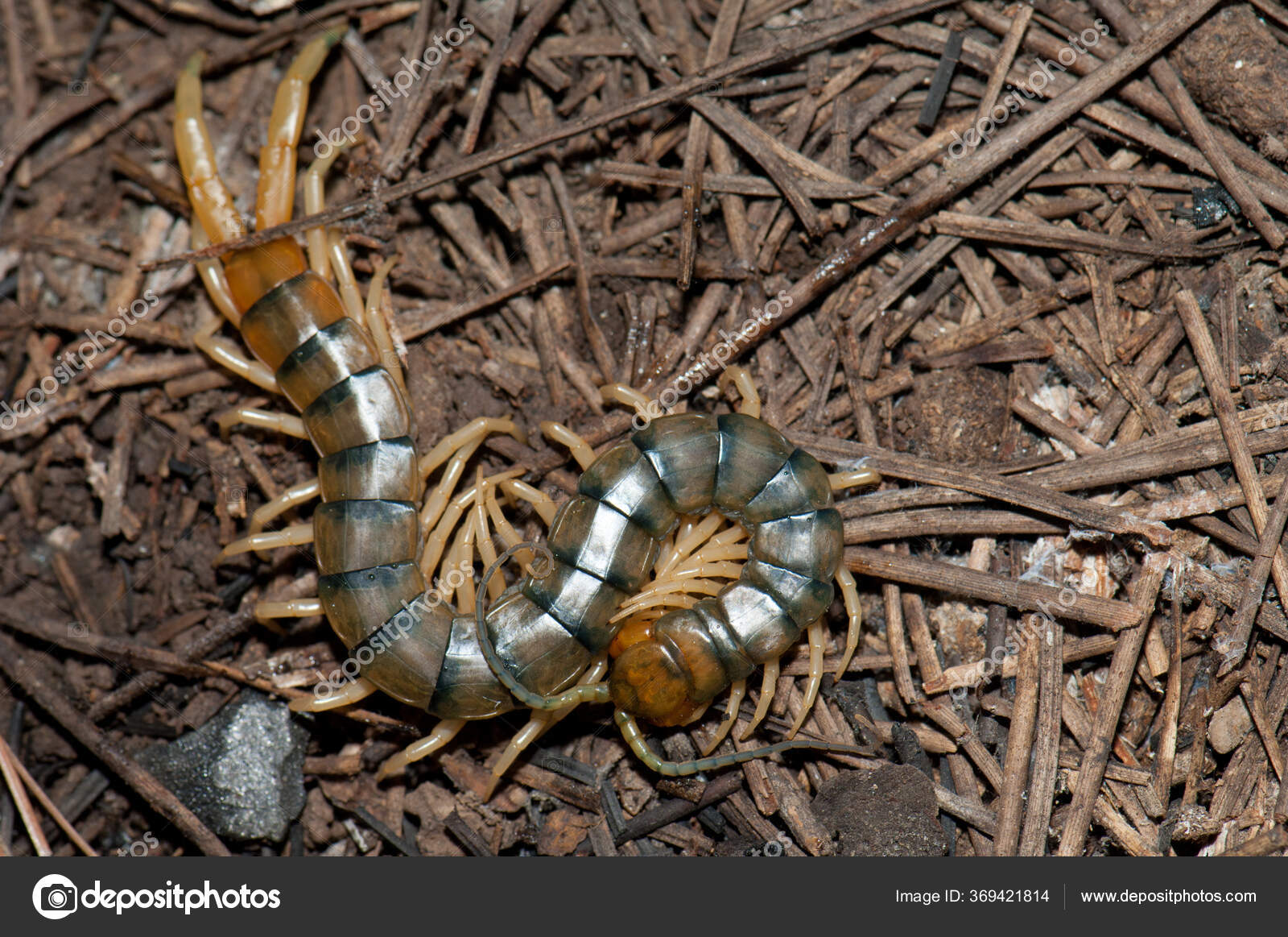 Centipede Nest