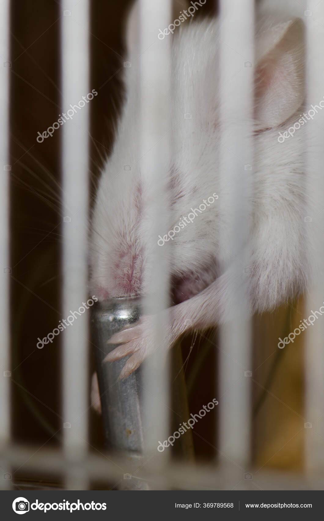 Laboratory mouse mus musculus drinking water in its cage. ⬇ Stock Photo ...