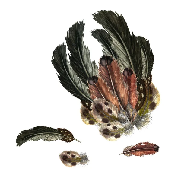 Fluffing feathers Stock Photos, Royalty Free Fluffing feathers Images ...