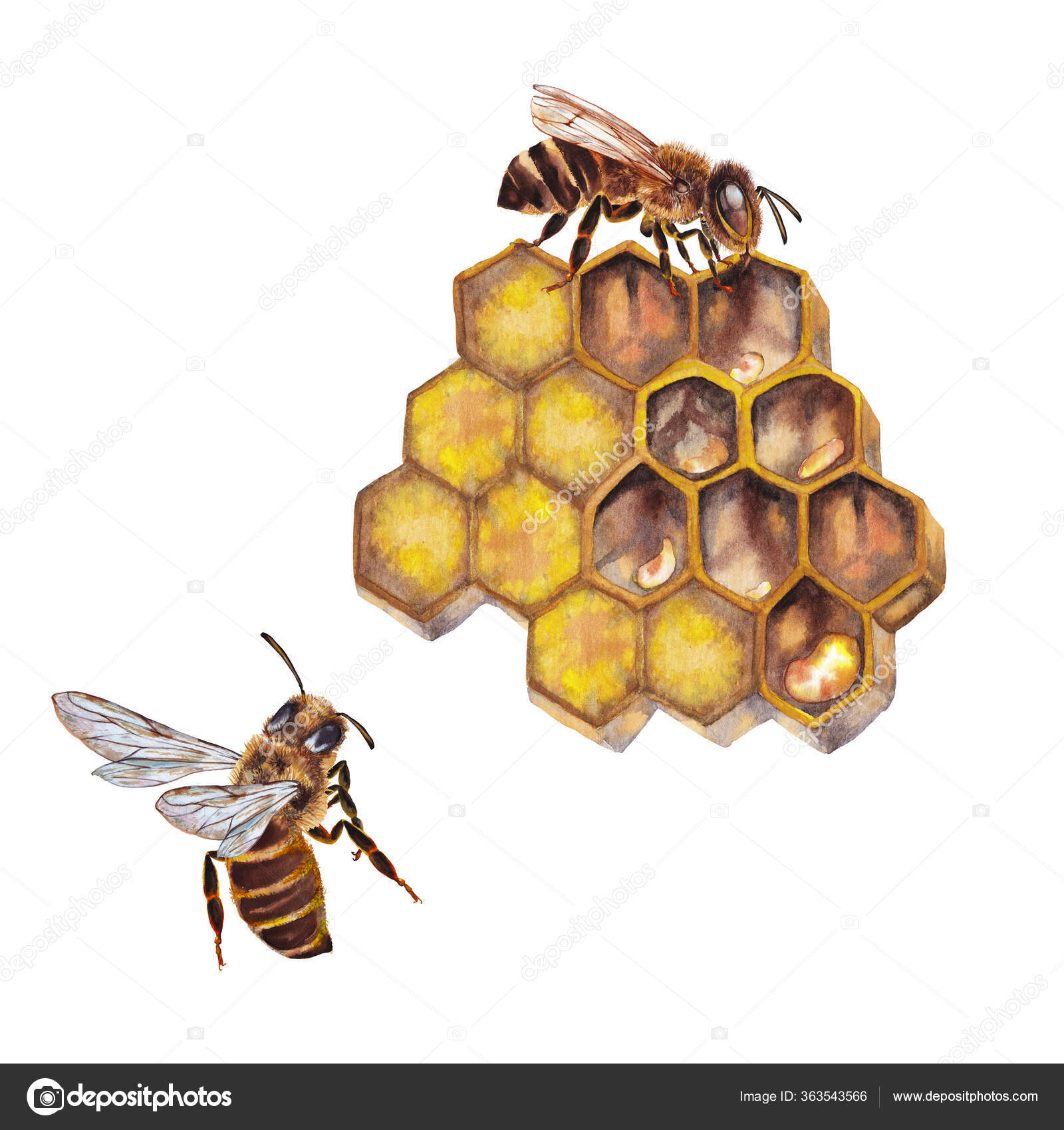 Honeycomb Drawing