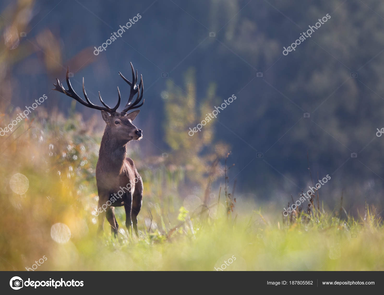 Red deer in forest — Stock Photo © budabar #187805562