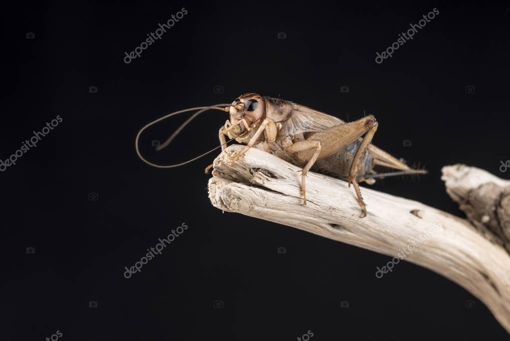 Un grillo de casa posado en el extremo de un trozo de madera, aislado ...