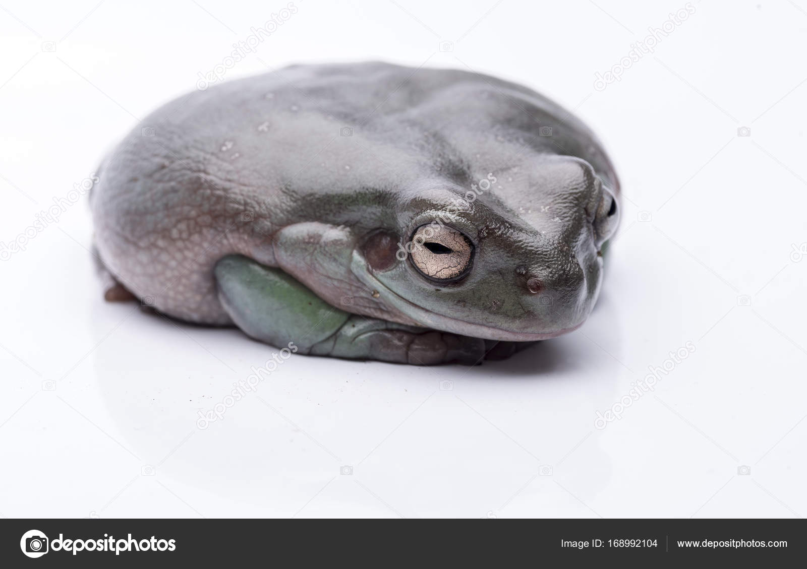 Una rana arborícola australiana grande y gorda, sentada en el suelo ...