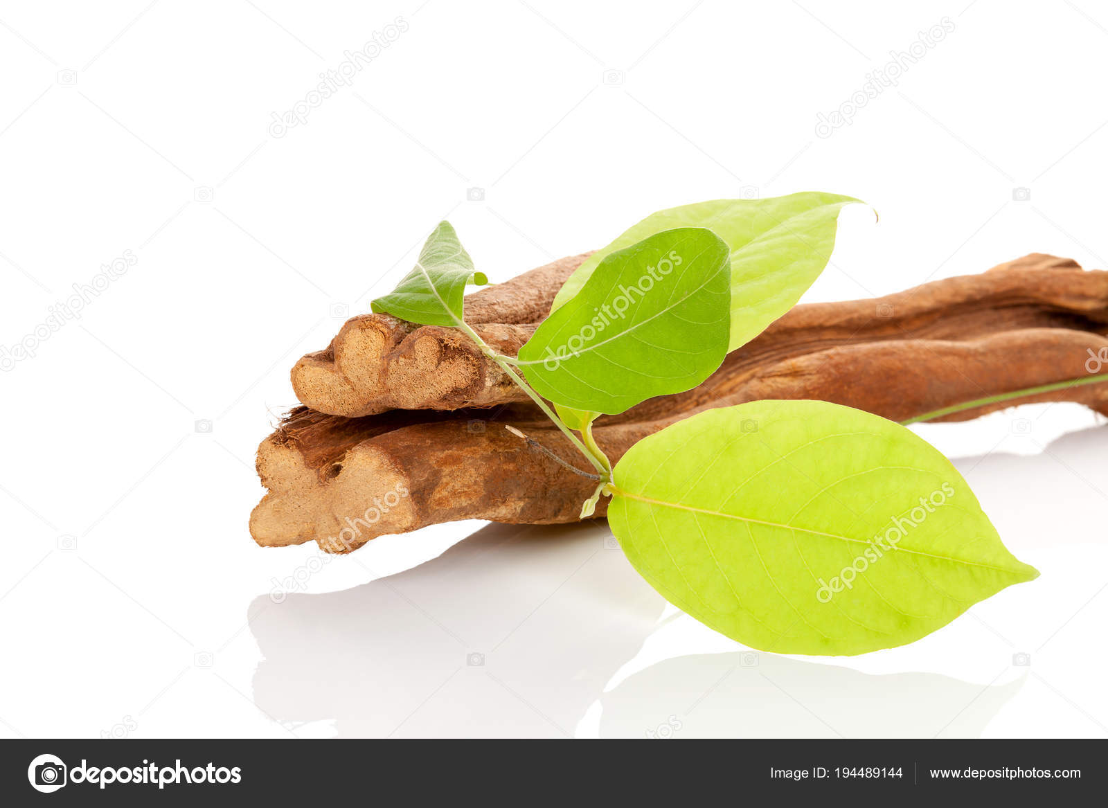 Banisteriopsis caapi wood and leaves. Stock Photo by ©eskymaks 194489144