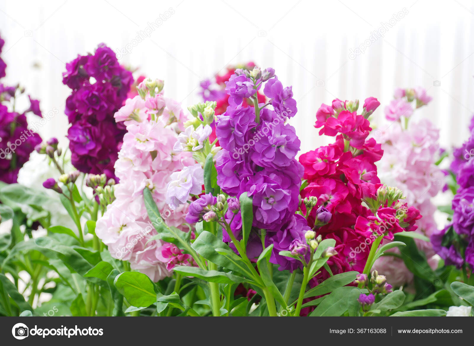 Matthiola Incana Flower Stock Flowers Cut Flowers Nursery Potted Plant ...
