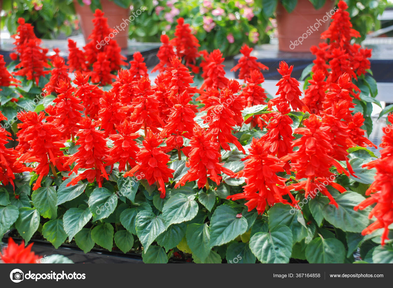 Red Salvia Flower