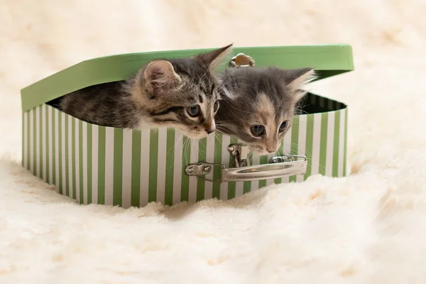 Kitten box Stock Photos, Royalty Free Kitten box Images | Depositphotos