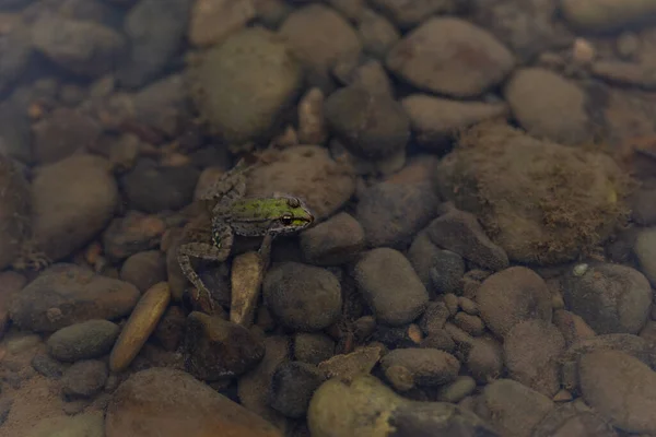 Sapo gigante do rio Stock Photos, Royalty Free Sapo gigante do rio ...