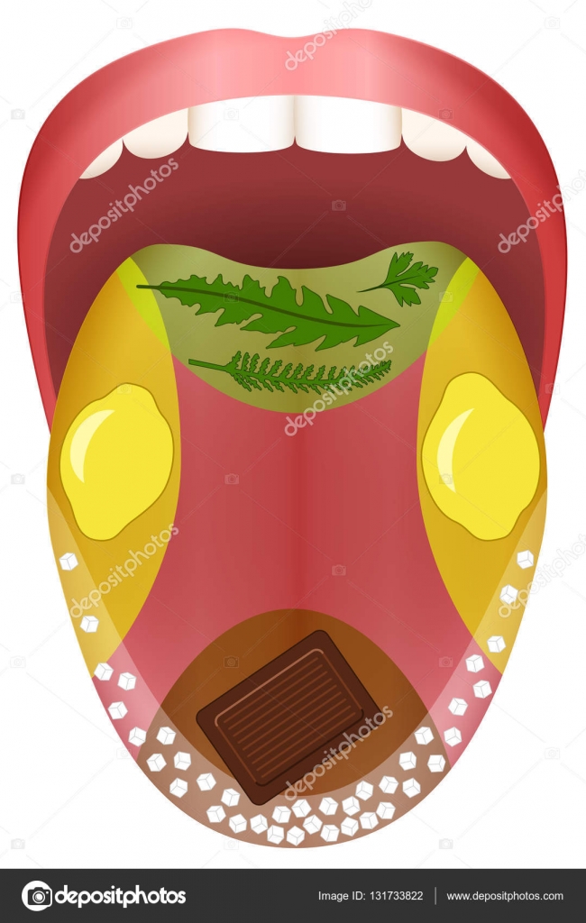 Tongue Taste Areas Flavor Of Food — Stock Vector © Furian #131733822