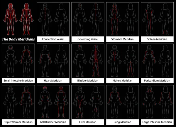 ᐈ Acupuncture diagram stock vectors, Royalty Free acupuncture meridians ...