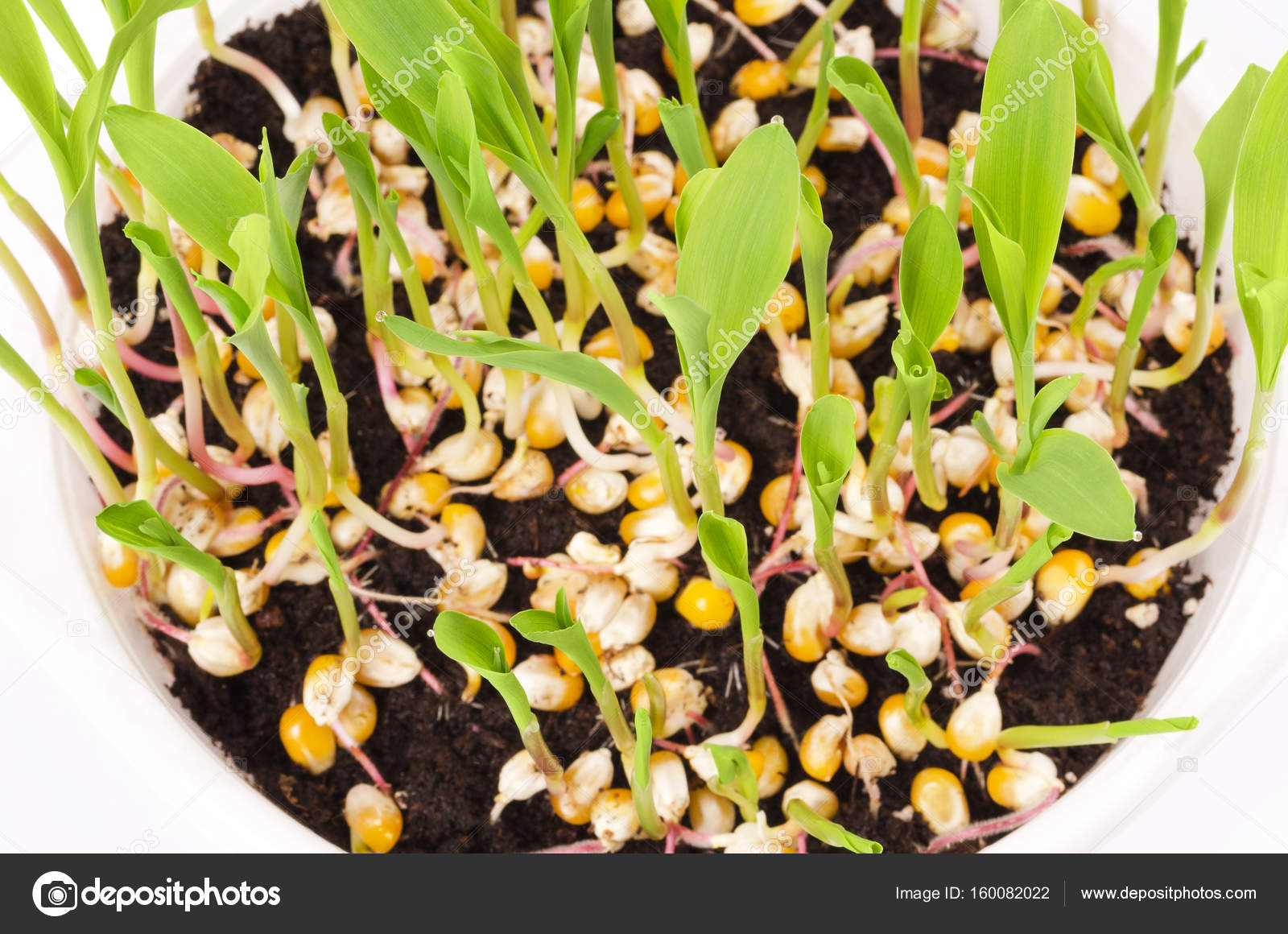 Young popcorn plants in white plastic tray from above Stock Photo by ...