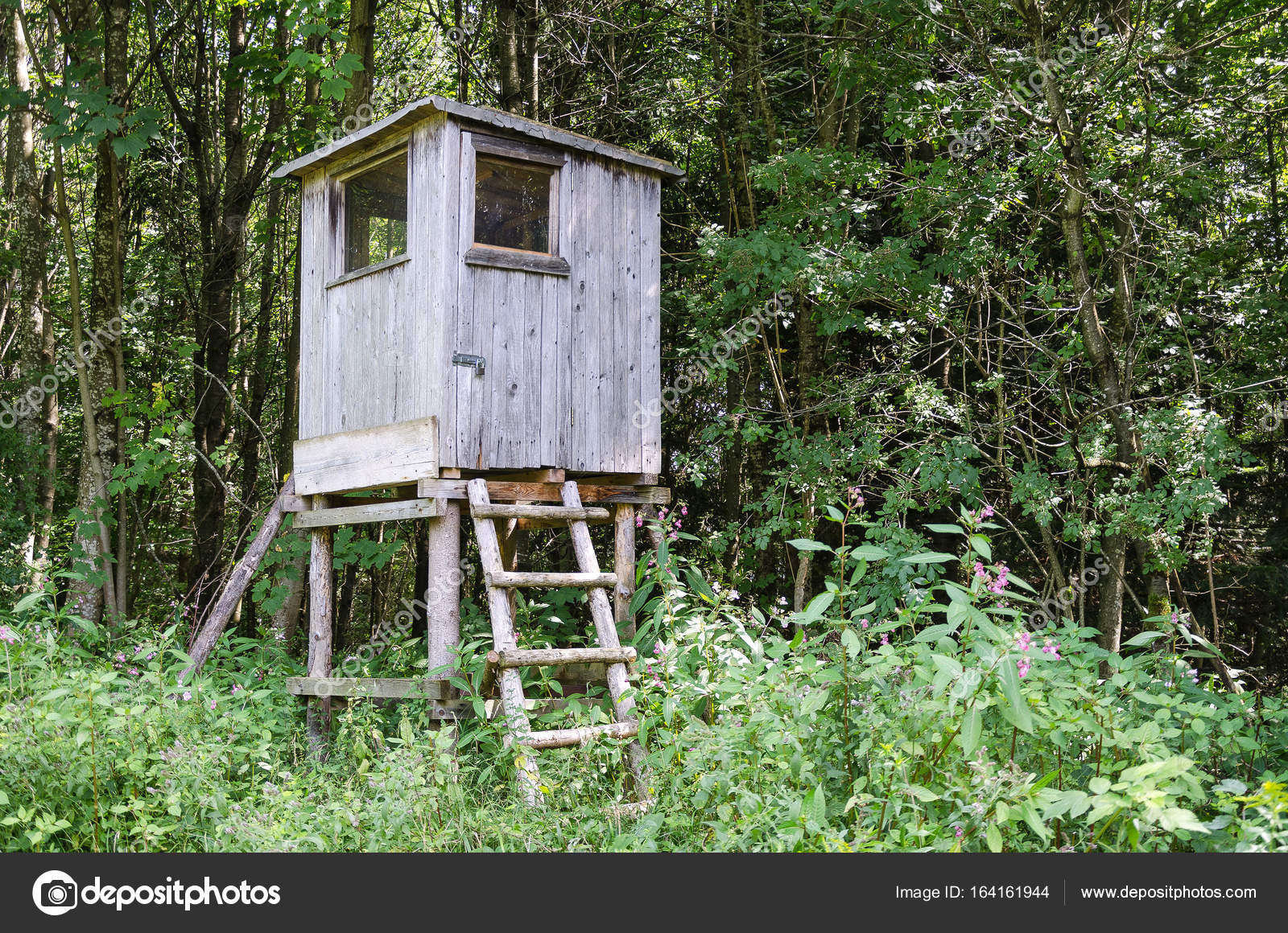 Tree stand along edge of meadow, vertical view — Stock Photo © Furian ...