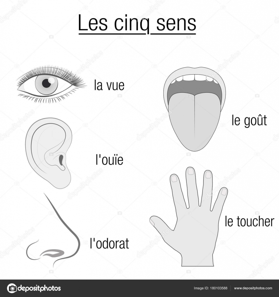 Five Senses French Names Sensorik Organs Chart Vektor Stok oleh ©Furian ...