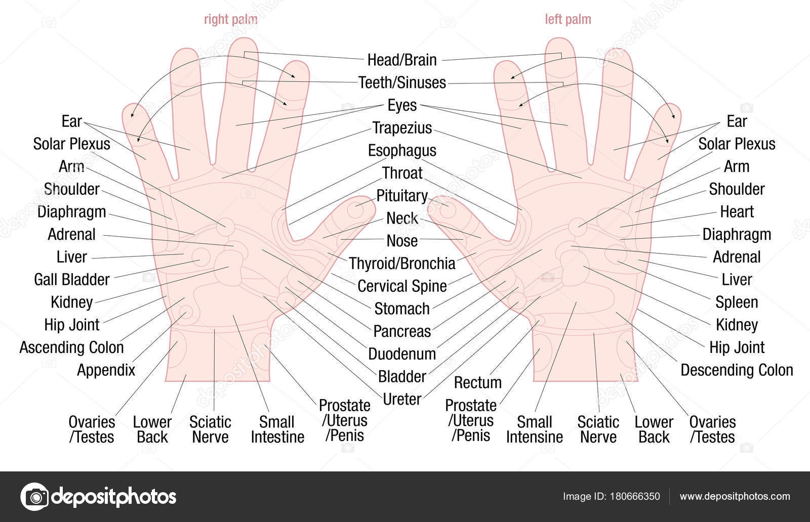 Hand Reflexology Zone Massage Areas Names Stock Vector Image by ©Furian ...