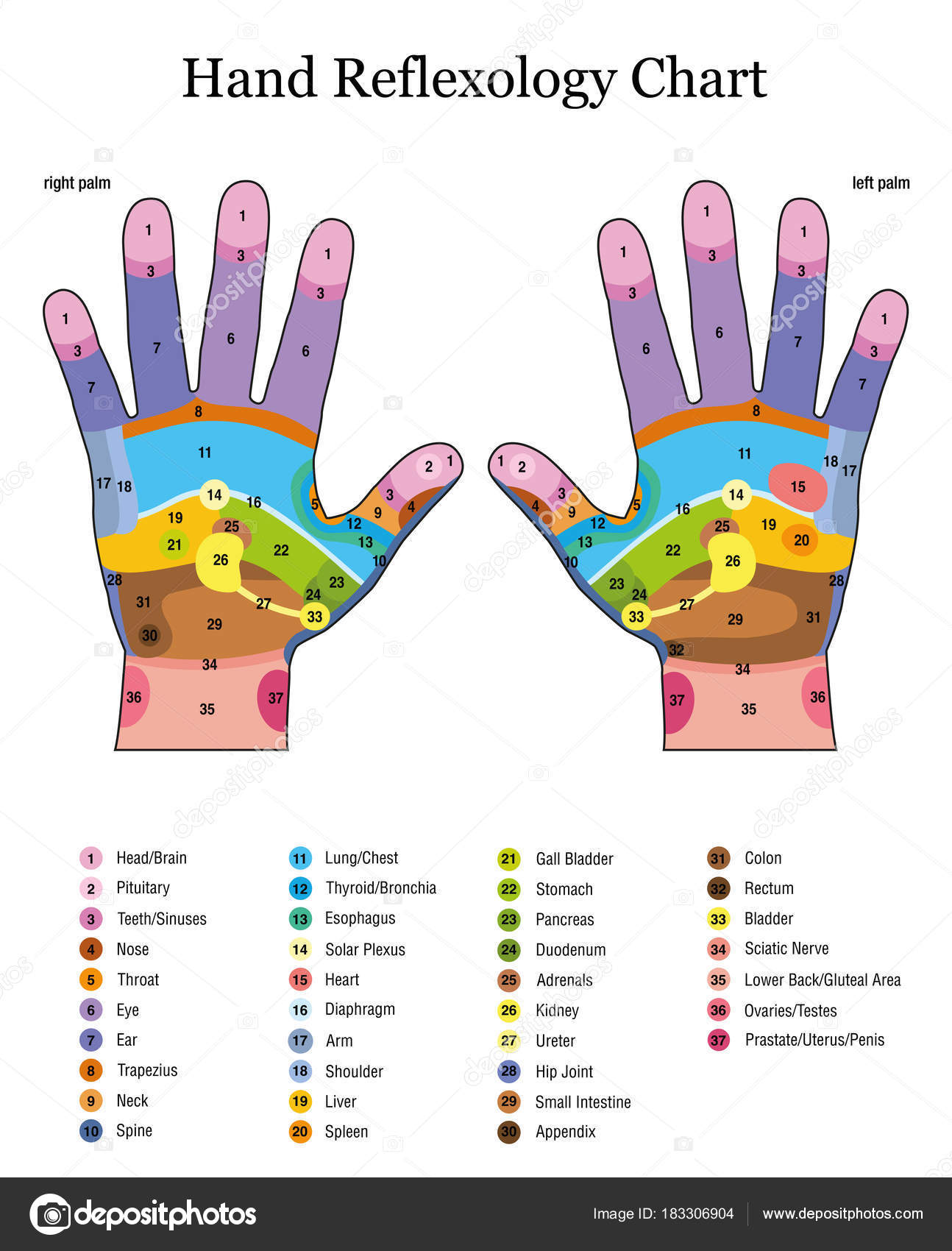 Hand Reflexology Table Listing — Stock Vector © Furian #183306904 Hand Reflexology Table Listing — Stock Vector © Furian #183306904