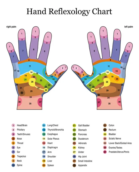 Hand Reflexology Vector Art Stock Images Depositphotos
