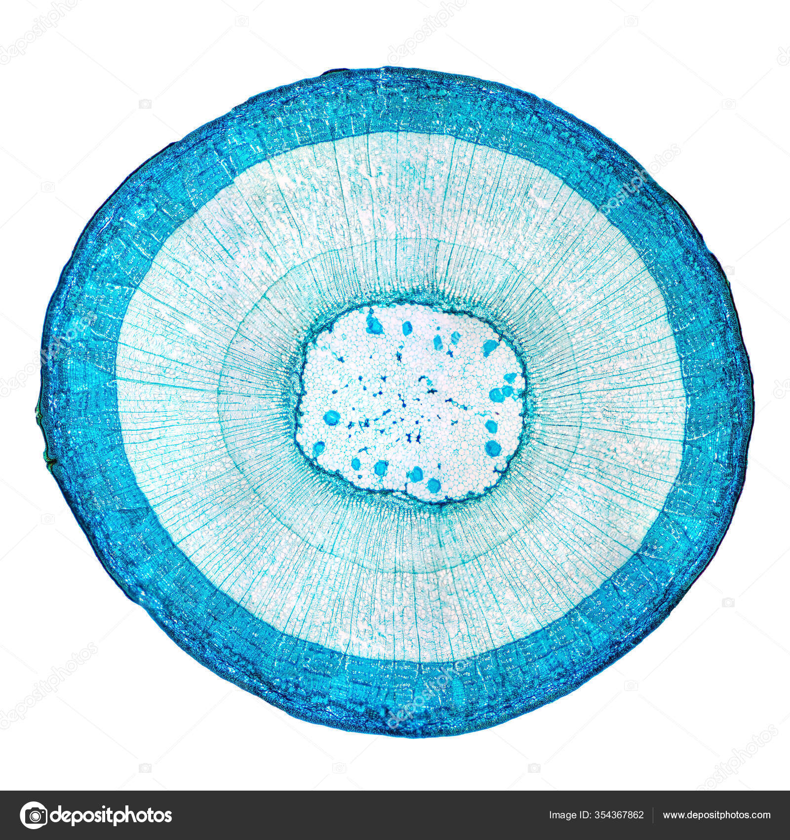 Cross Section Of Woody Dicot Stem