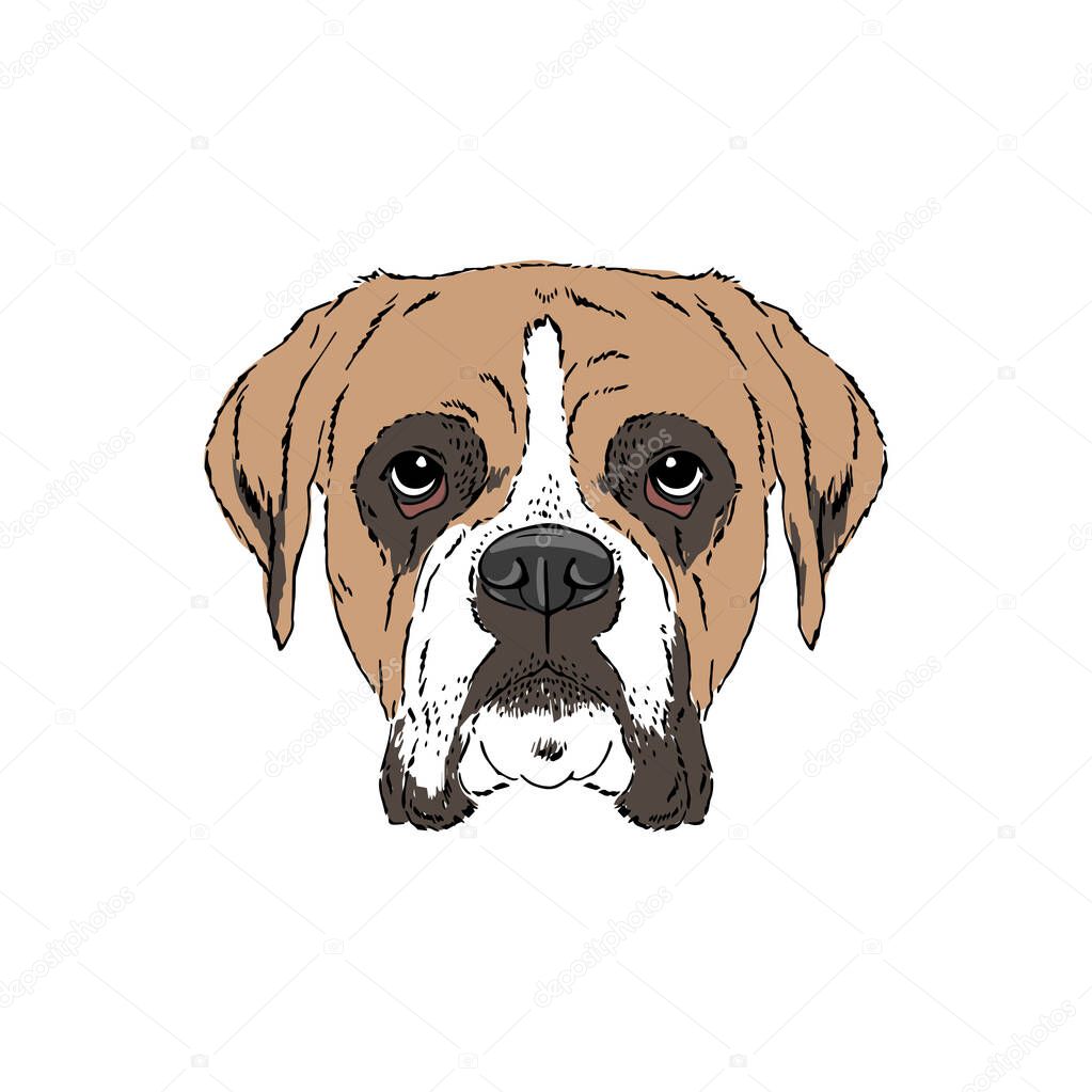 Ilustración simétrica del retrato vectorial del perro boxeador 2024