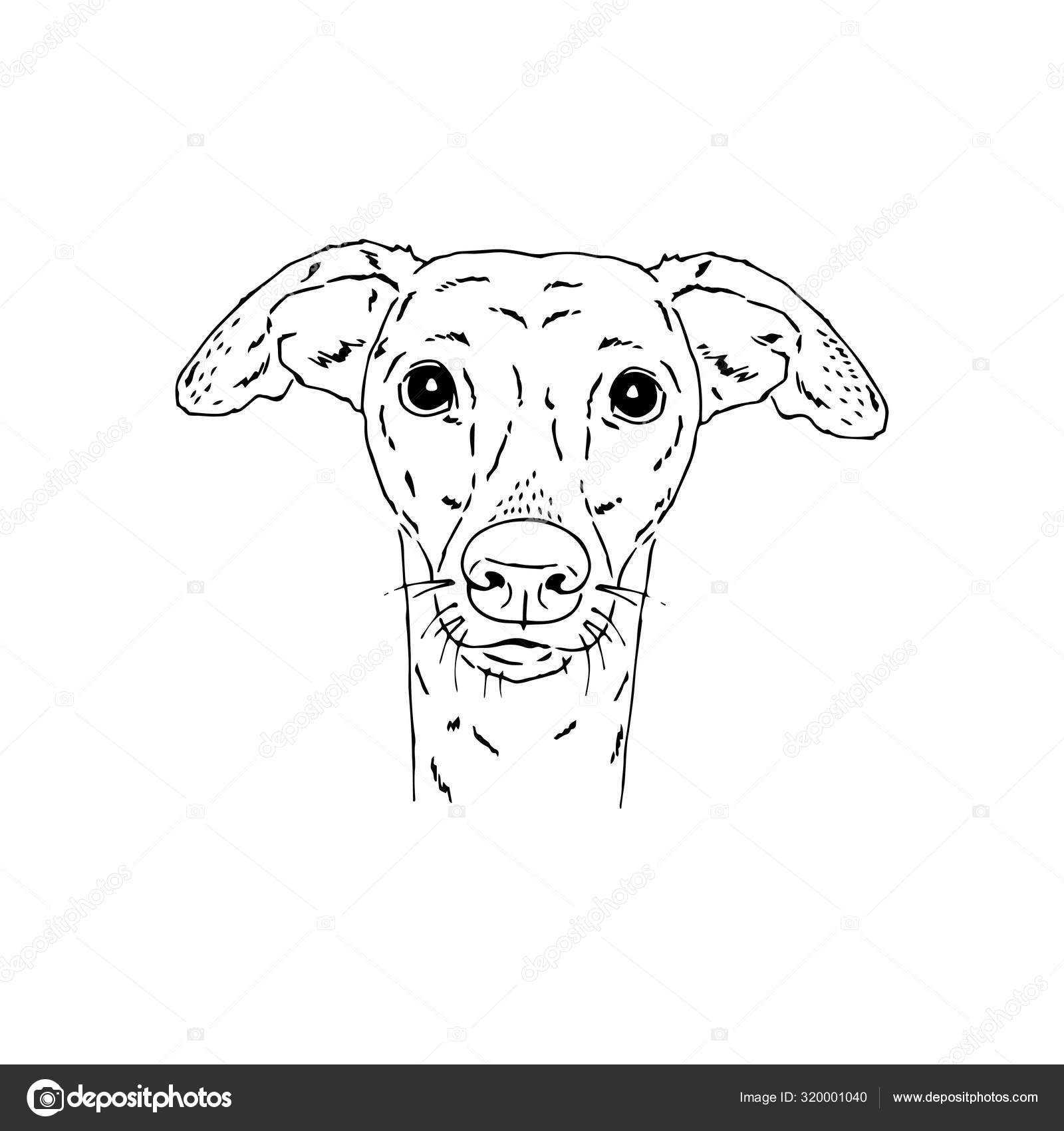 Retrato vectorial simétrico ilustración del perro galgo italiano Vector ...
