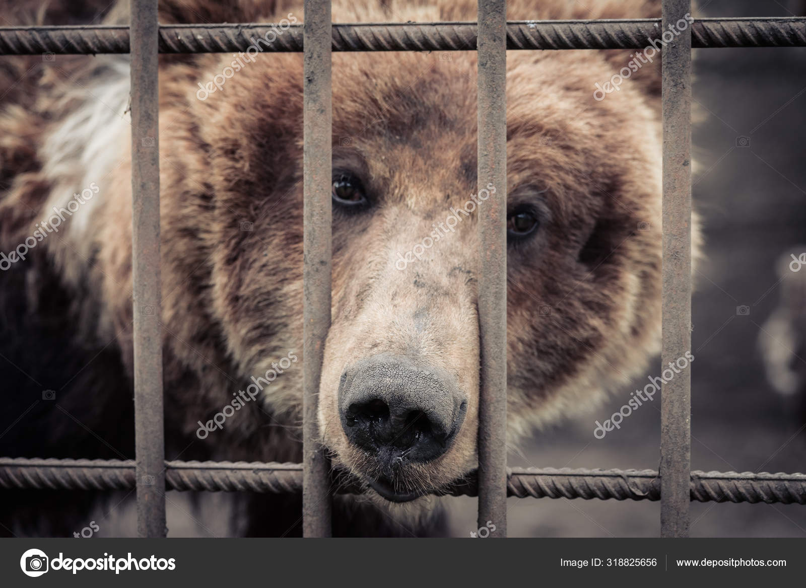 Sad brown bear stuck his nose out of the cage at the zoo. — Stock Photo ...