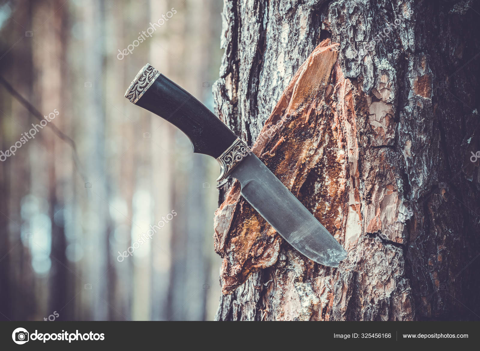 Forest Sharp Knife Pine Tree Extraction Collection Pine Resin Treatment ...