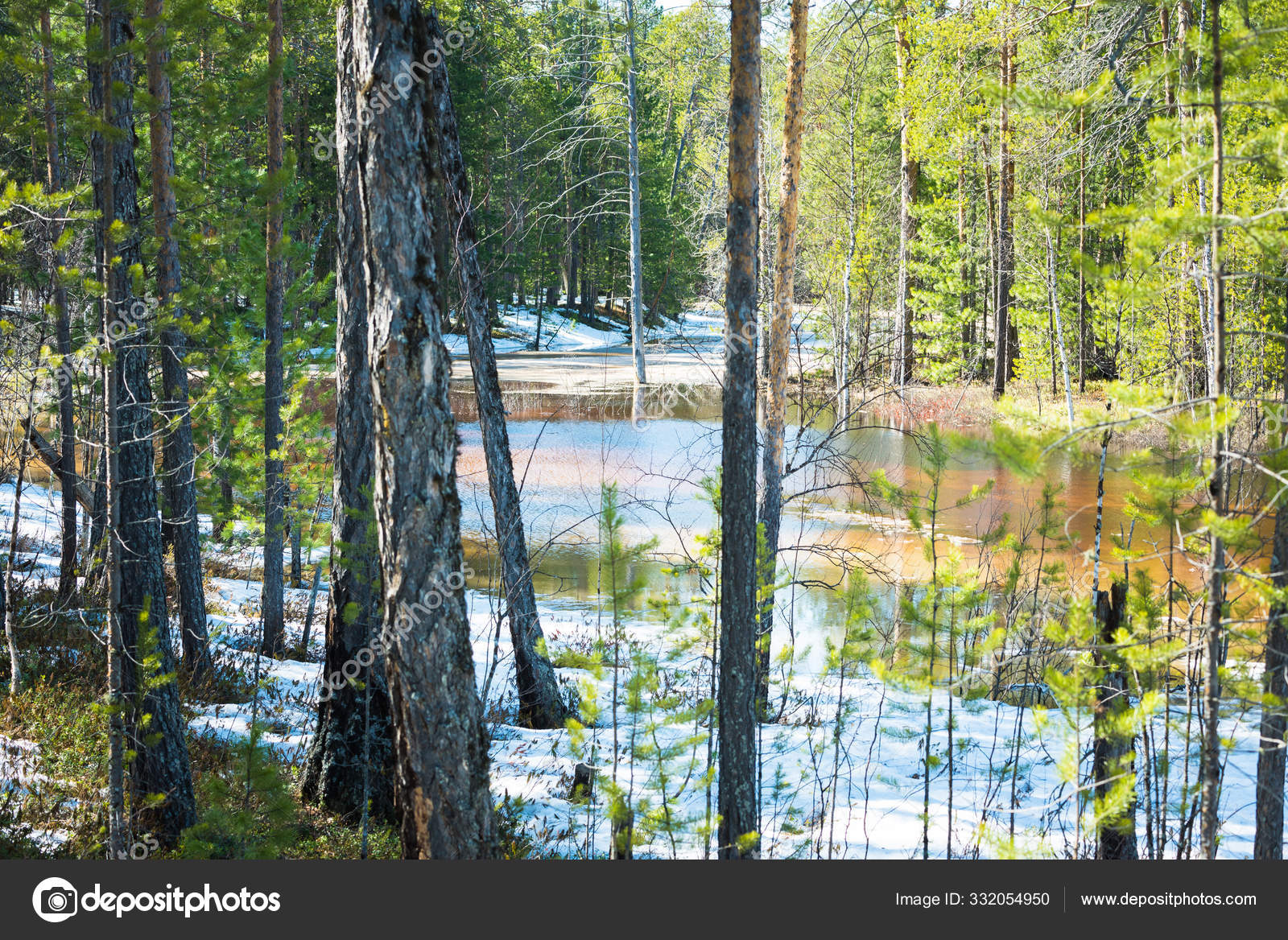 Forest Spring River Ice Pine Trees Siberian Taiga — Stock Photo ...