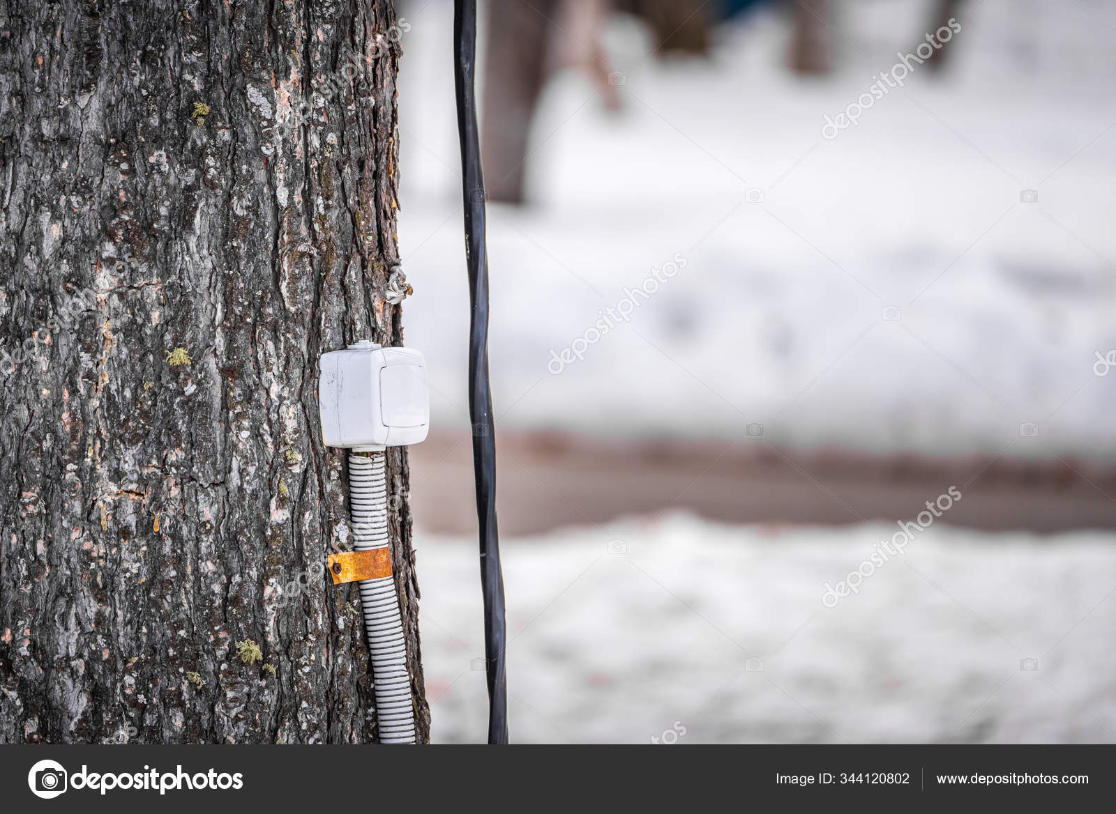 White light switch is mounted on tree trunk with wire. — Stock Photo ...