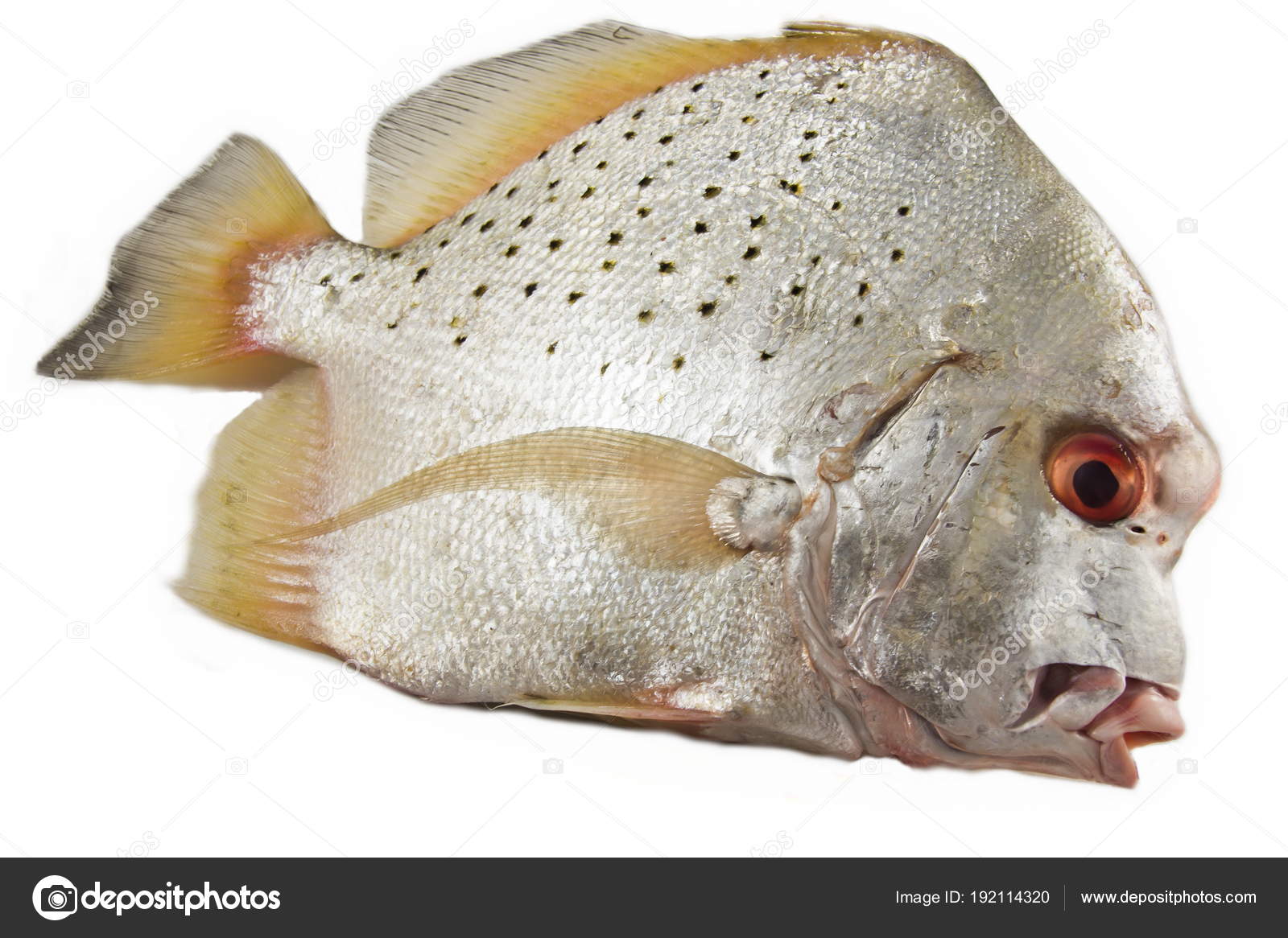 Giant Moonfish