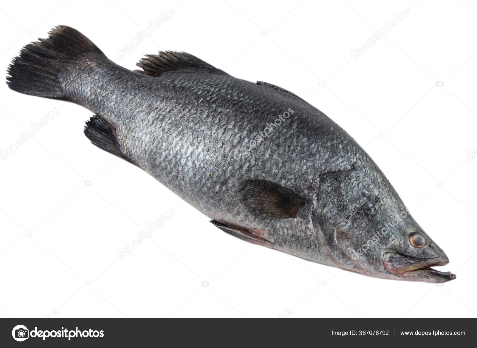 Barramundi Fish
