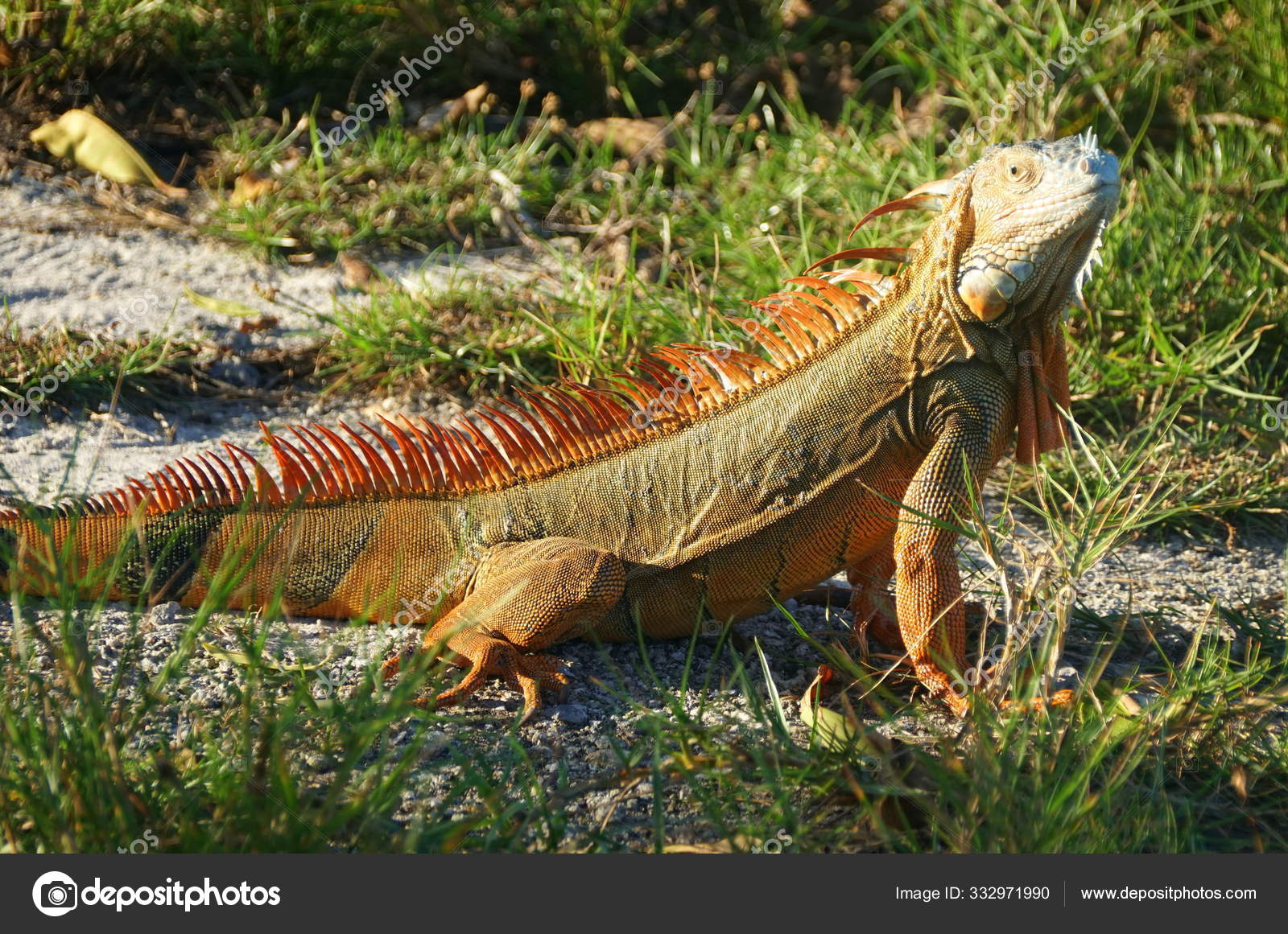 Red Green Iguana