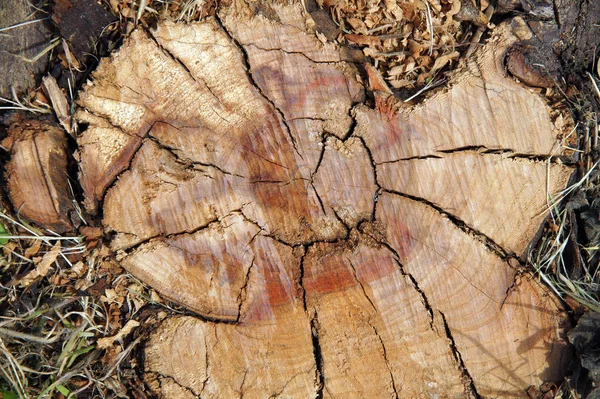 รากของบีเวอร์ Stock Photos, Royalty Free รากของบีเวอร์ Images ...