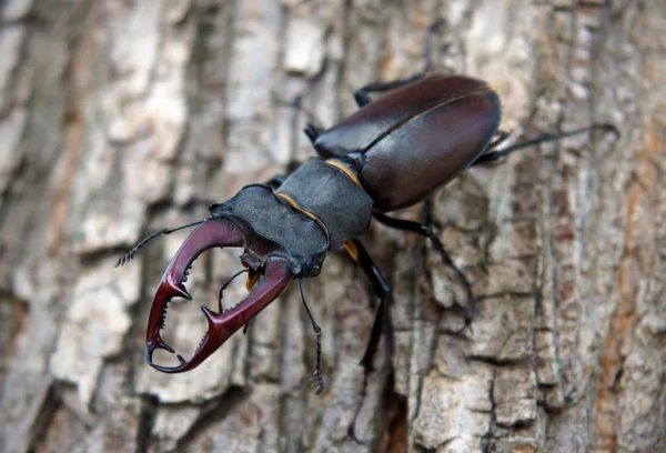 Stag beetle Stock Photos, Royalty Free Stag beetle Images | Depositphotos