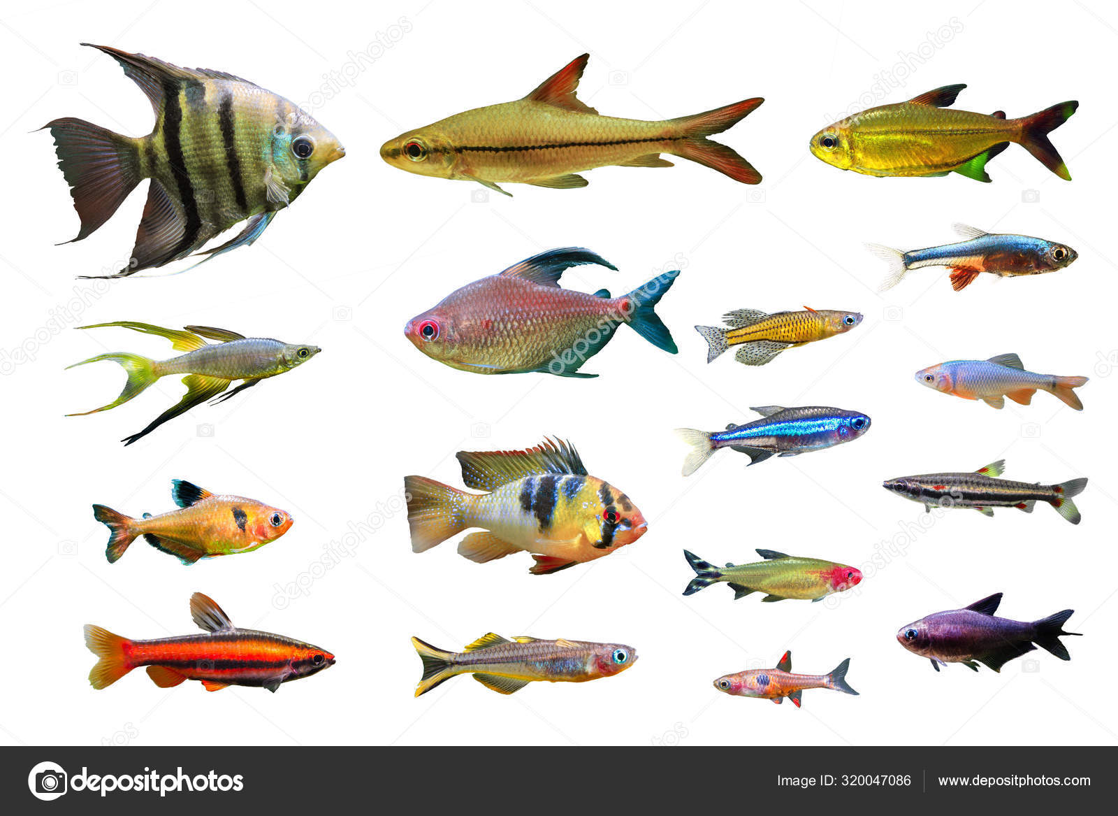 Set Ornamental Freshwater Fish White Isolated Background Leopoldi ...