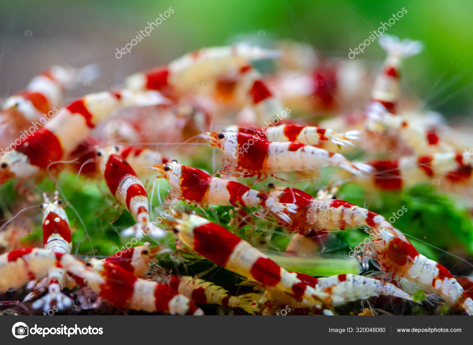 Close Red Bee Shrimp Caridina Cantonensis Var Eating Spinach — Stock ...