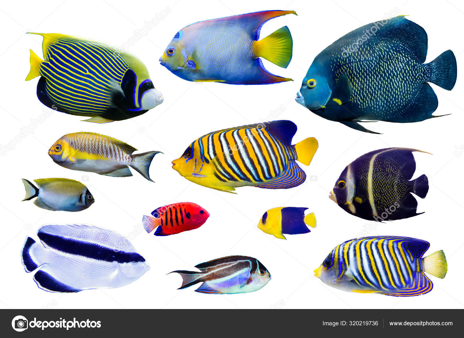 Saltwater Angelfish Black And White