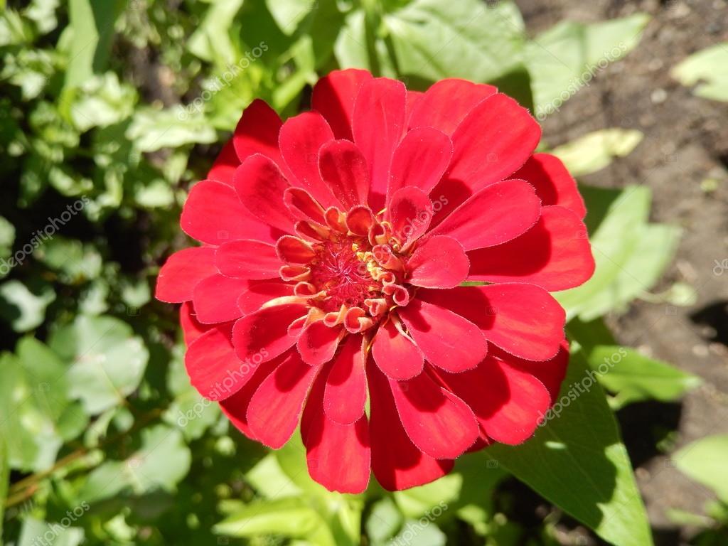 Red daisy flower blooming Stock Photo by ©3000ad 125096052