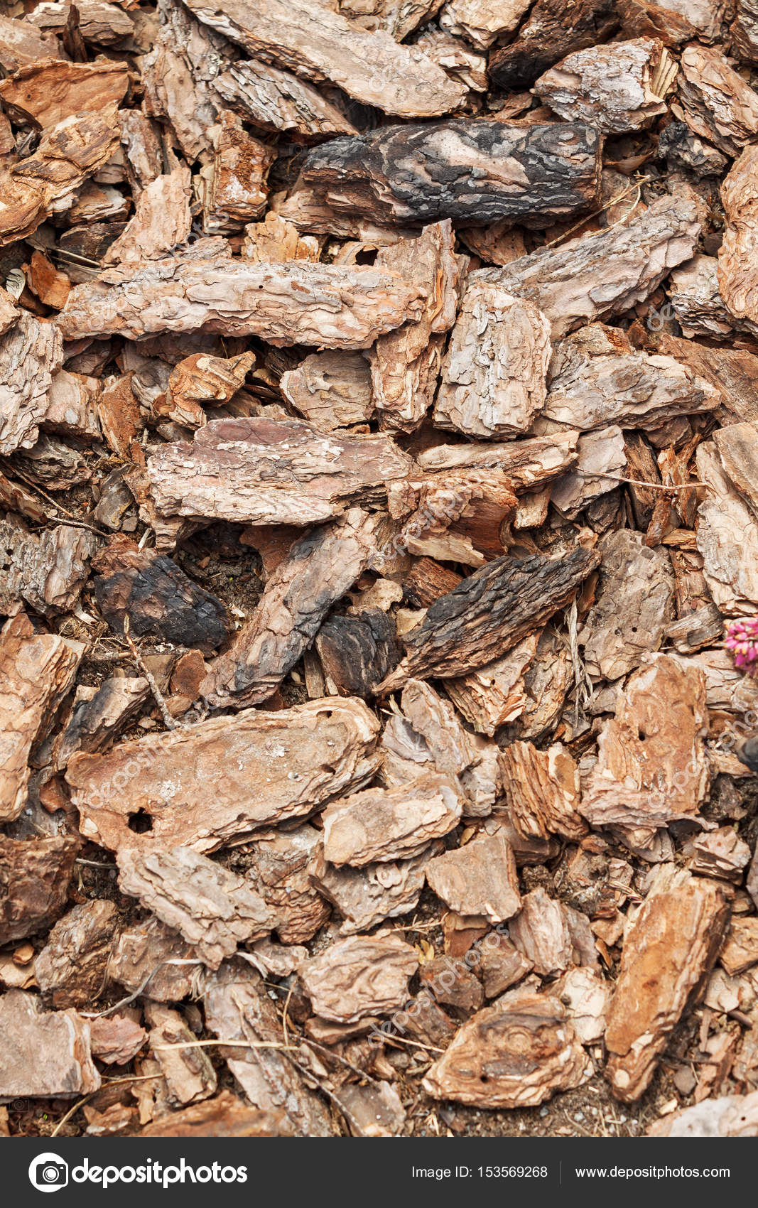 Crushed tree bark texture background closeup. Shredded brown tree bark ...