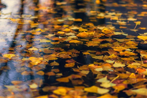 The reflection of branches in a puddle with leaves - Stock Image - Everypixel