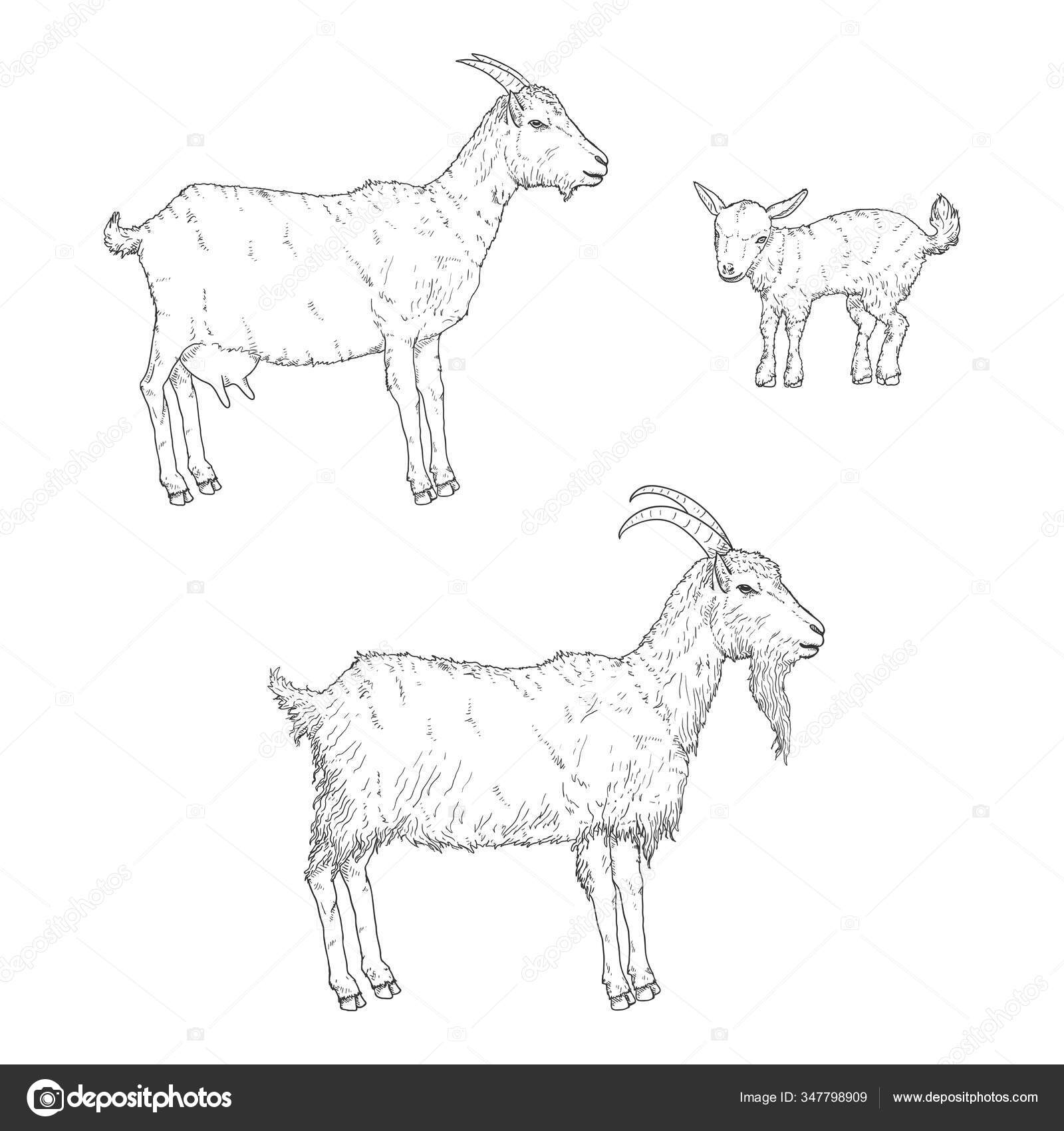 Tekening Van Een Babygeit Geit Met Baby Afbeeldingen PNG | Vector En