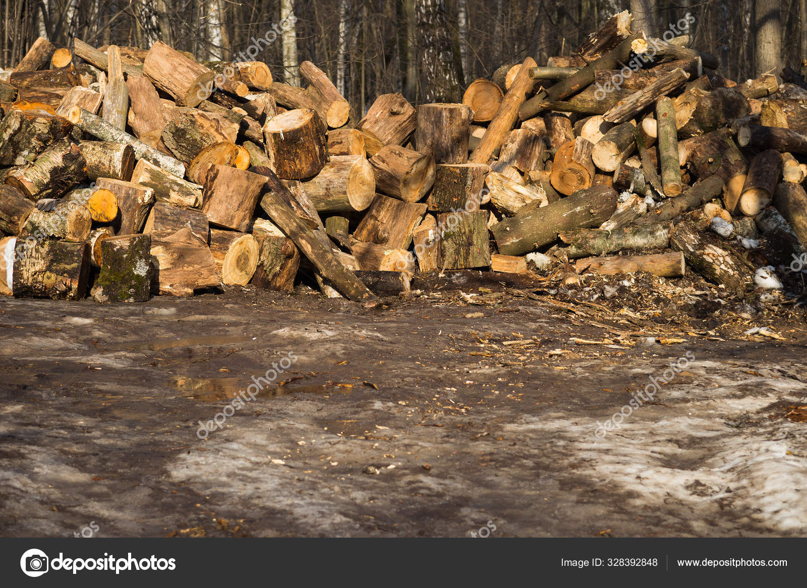 Sawed Firewood Forest — Free Stock Photo © kapustin_igor #328392848